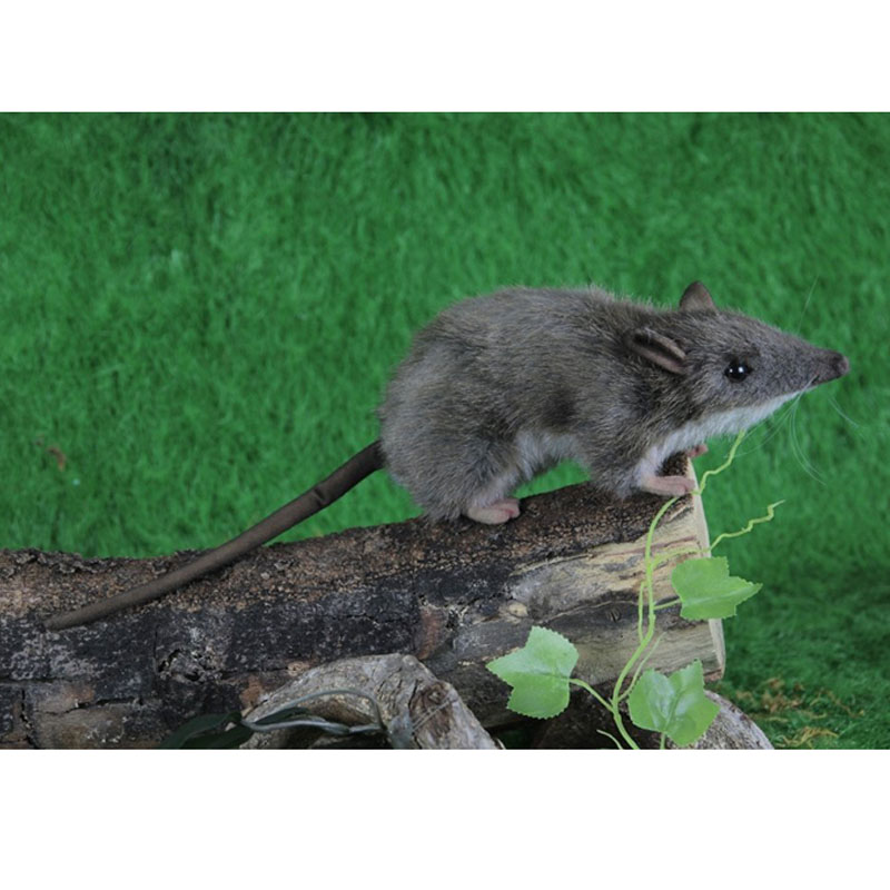 Hansa Long Nose Bandicoot Plush Soft Toy | Teddy Town Gifts